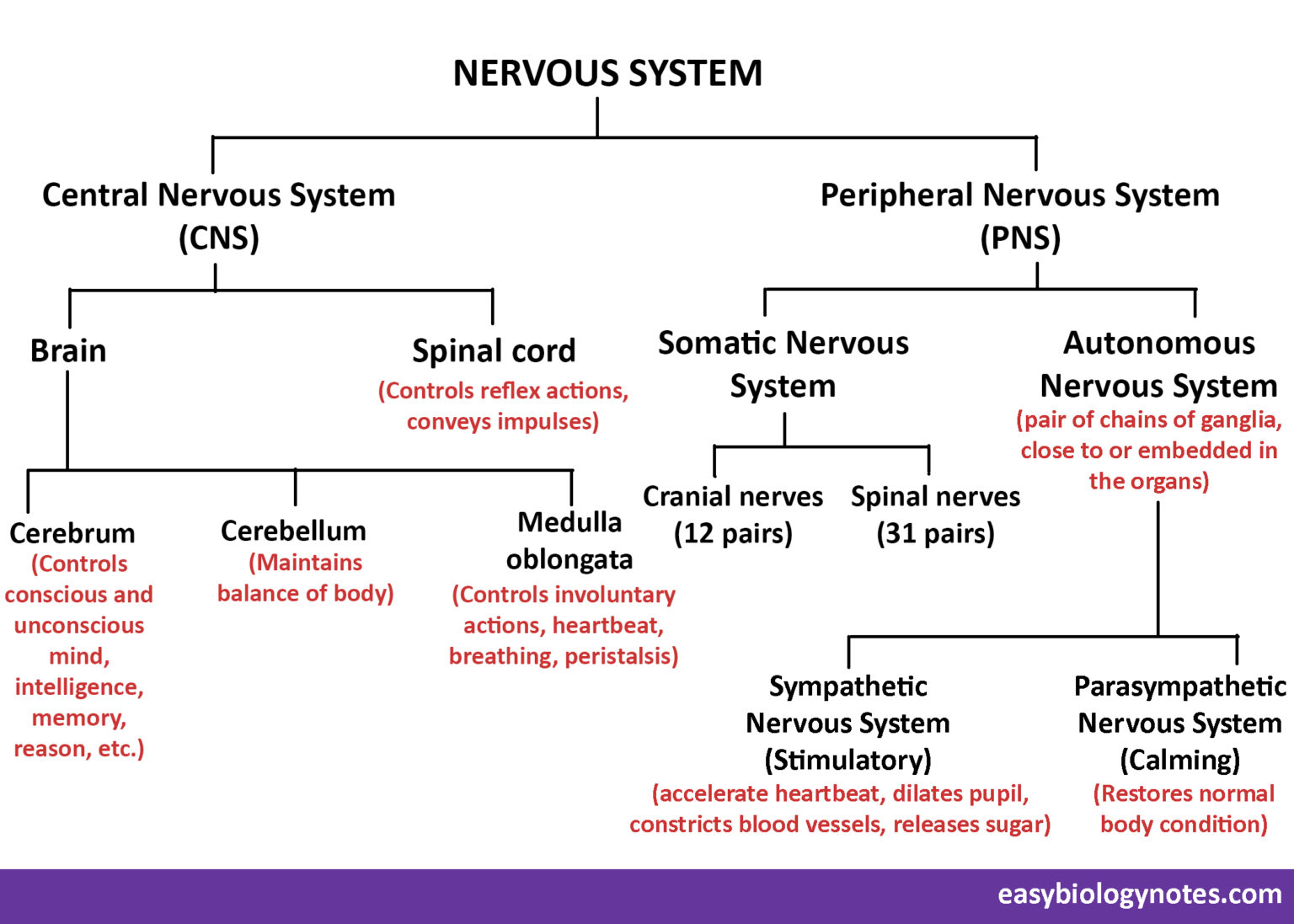 Nervous System - Definition, Parts and their Functions ...