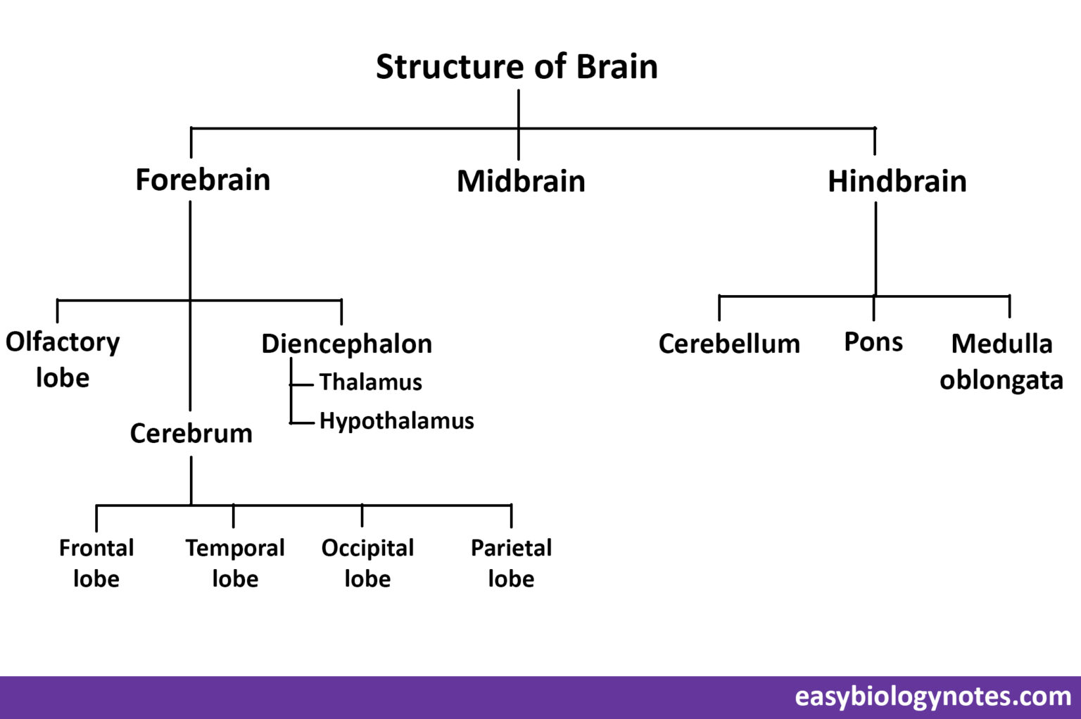 Nervous System - Definition, Parts and their Functions ...