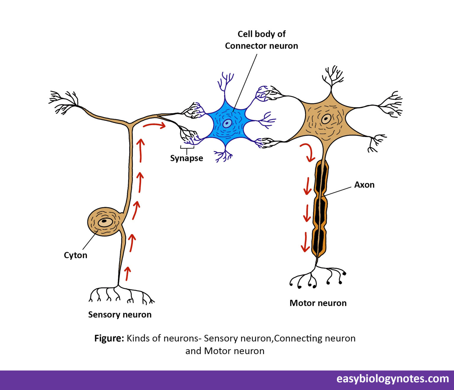 Nervous System - Definition, Parts and their Functions ...
