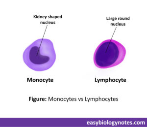Blood - Definition, Composition and Functions