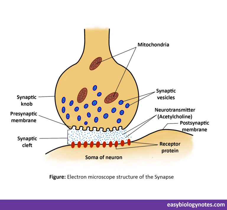 Nervous System - Definition, Parts and their Functions ...