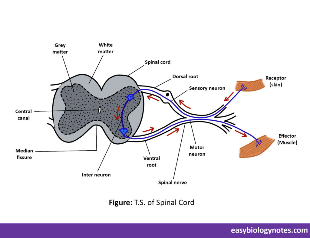 Nervous System - Definition, Parts and their Functions ...